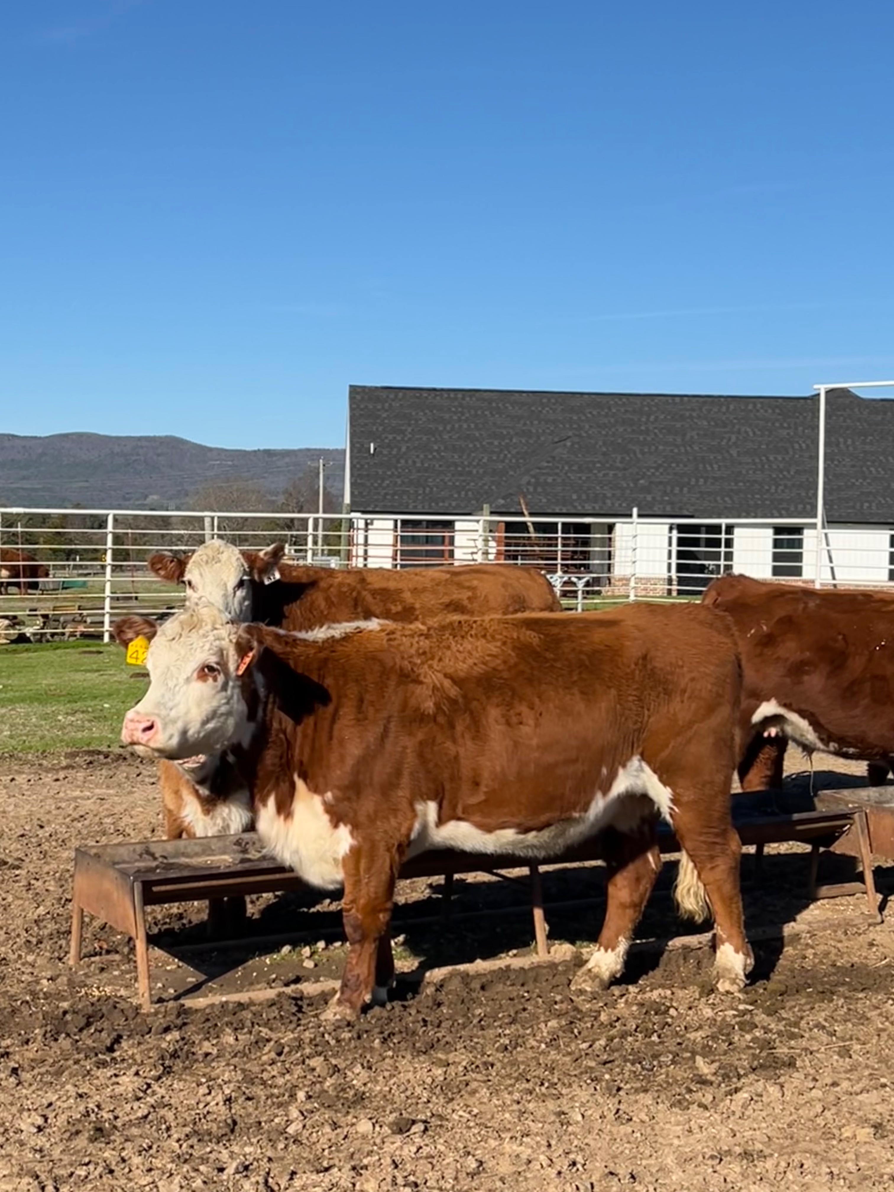 Cow Herd - Sterling Cattle Company