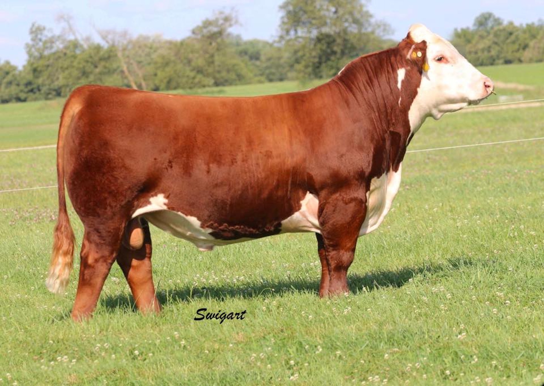 Sires - Sterling Cattle Company